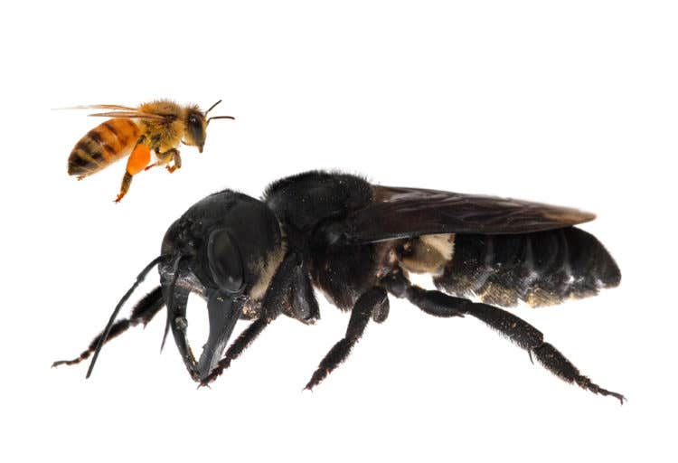 Rediscovering Wallace’s Giant Bee | Re:wild