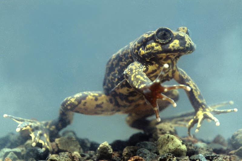 Ocho Cosas Que Debes Saber Sobre Las Ranas Acuáticas | Re:wild