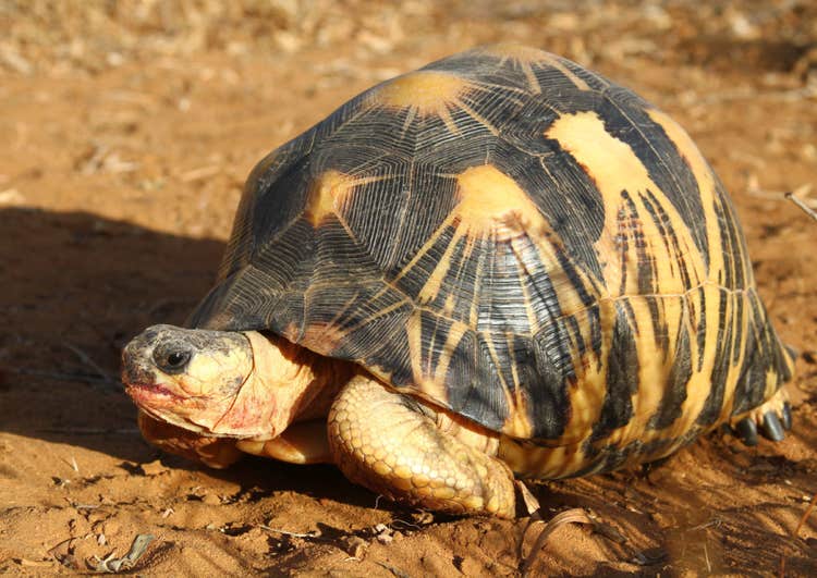 World’s Top Turtle and Tortoise Experts Release Largest Comprehensive ...