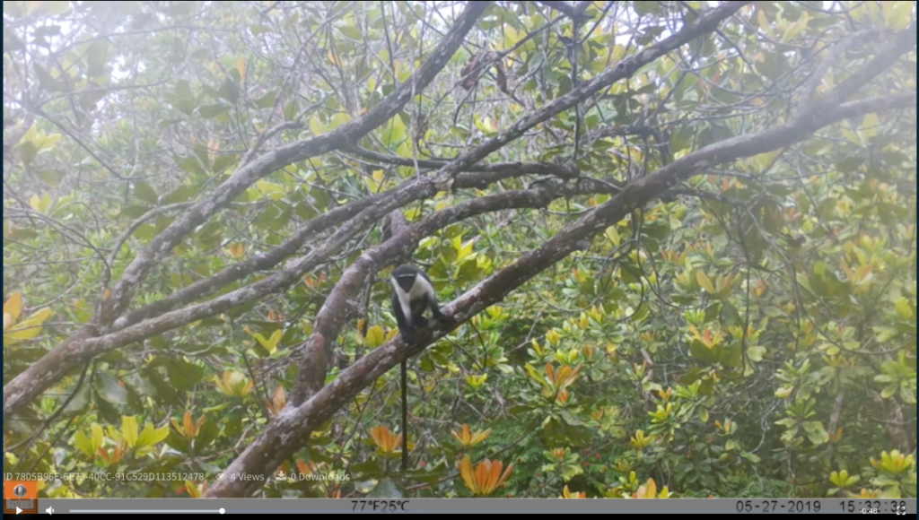 Tropical Treetop Cameras Capture First-ever Wild Footage of Critically ...