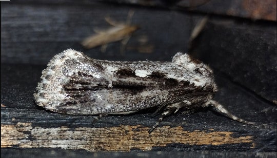 Rediscovering the Holy Grail of New Zealand moths | Re:wild