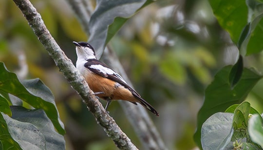 Birders rediscover lost species on Mussau in Papua New Guinea