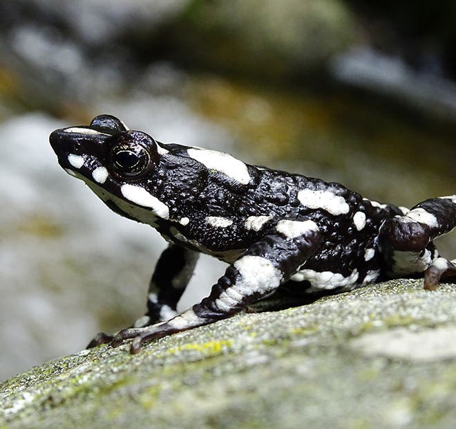 What happens after a lost species is rediscovered? First, we celebrate ...