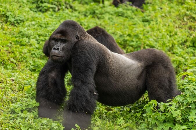 Gracefully saving Eastern Lowland Gorillas | Re:wild