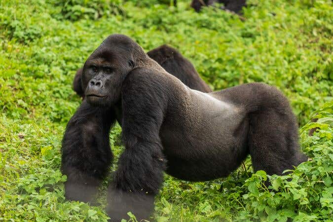 Gracefully saving Eastern Lowland Gorillas | Re:wild
