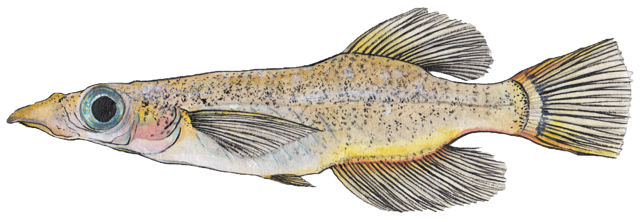 Lost Fishes | rewild.org | Re:wild