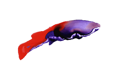 Re:wild's Search for Lost Species