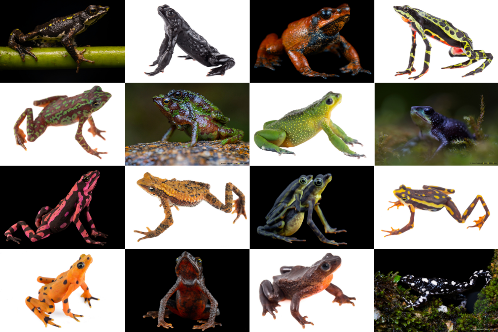 Types Of Amphibians