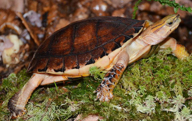 Lost Turtles | rewild.org | Re:wild