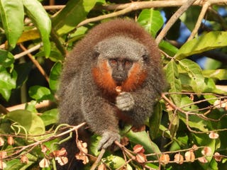 New monkey species from Brazilian Amazon’s 'arc of deforestation’ joins ...