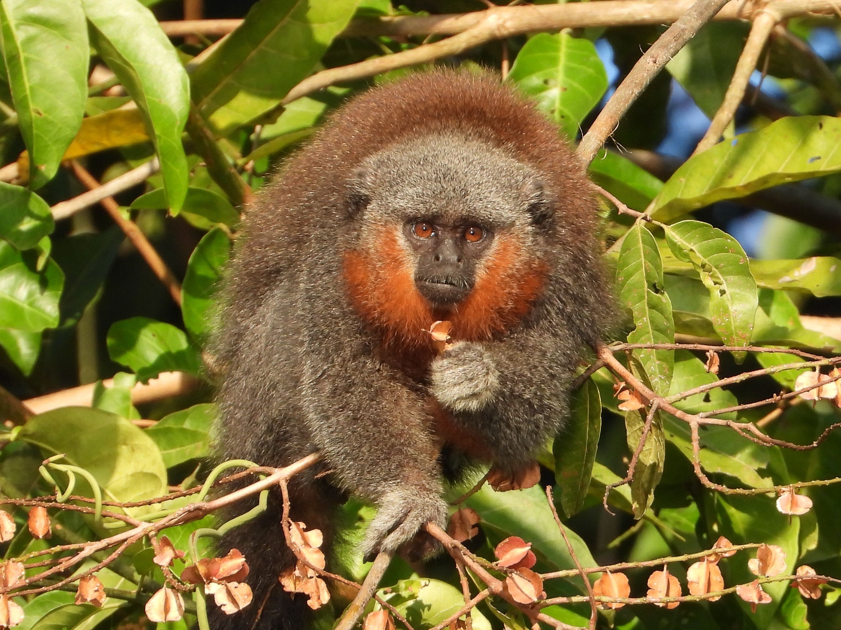 New monkey species from Brazilian Amazon’s 'arc of deforestation’ joins ...