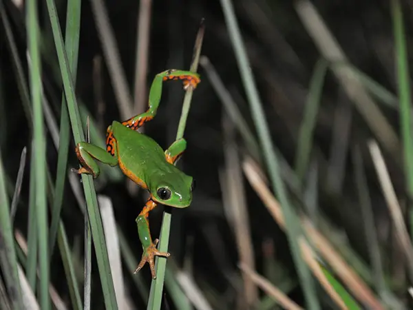 endangered tree frogs