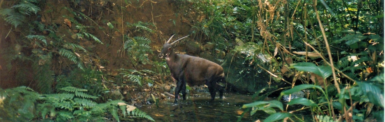 10 things you probably didn’t know about Saola, the Asian “unicorn”