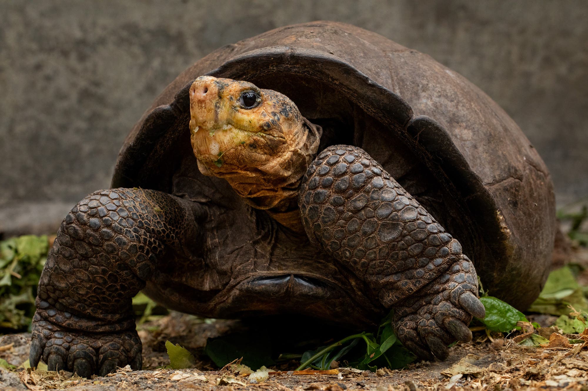 Fernanda the Fernandina Giant Tortoise | Re:wild