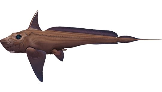 Lost Sharks | rewild.org | Re:wild