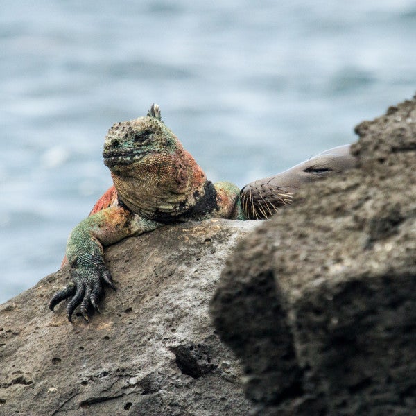 First eight island-ocean ecosystems selected for global ridge-to-reef ...