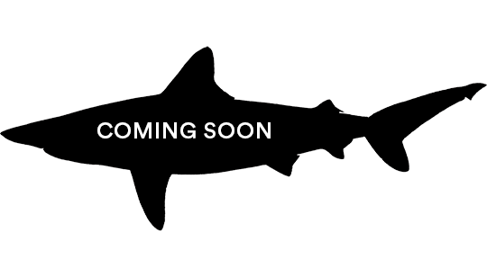 Lost Sharks | rewild.org | Re:wild