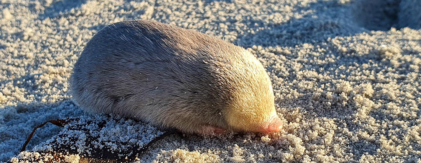 FOUND: Iridescent blind mole with super-hearing powers rediscovered ...