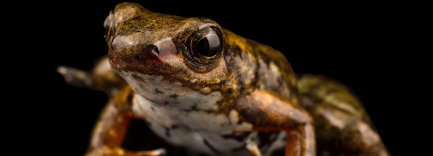 In a vote of defiance, newly discovered rocket frog in Ecuador is named ...