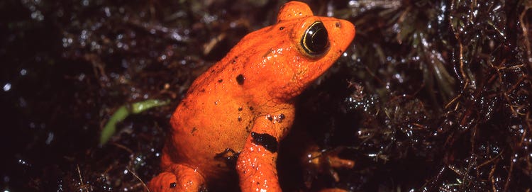 Re:wild's Search for Lost Species: Lost Legends