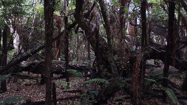 Rediscovering the Holy Grail of New Zealand moths | Re:wild