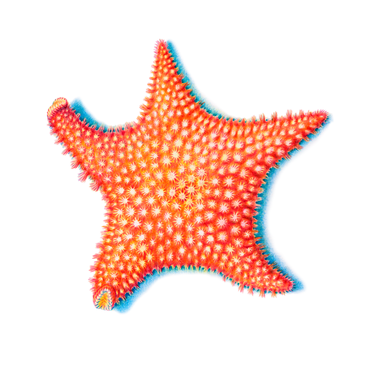 Re:wild's Search for Lost Species