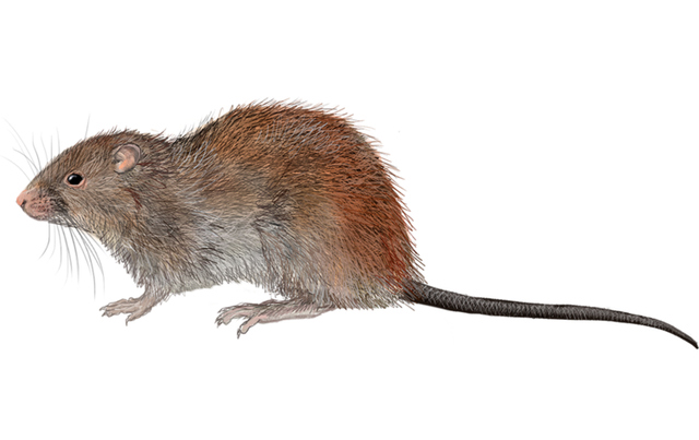 Lost Small Mammals | rewild.org | Re:wild