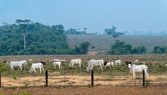The way we eat now is eating away at our livable planet | Re:wild