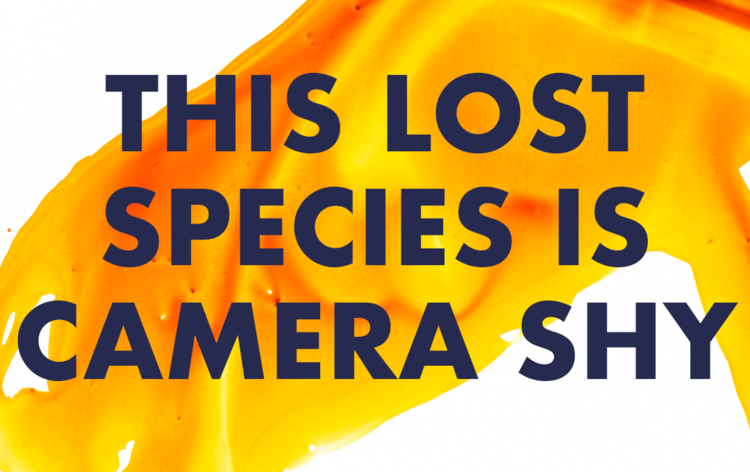 Lost Small Mammals | Re:wild