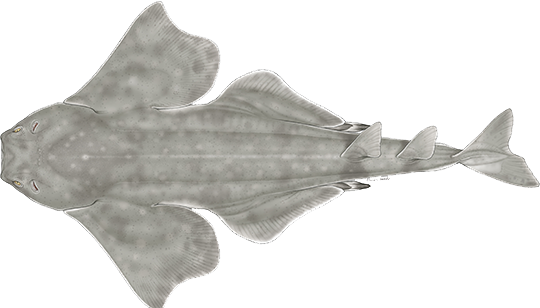 Lost Sharks | rewild.org | Re:wild
