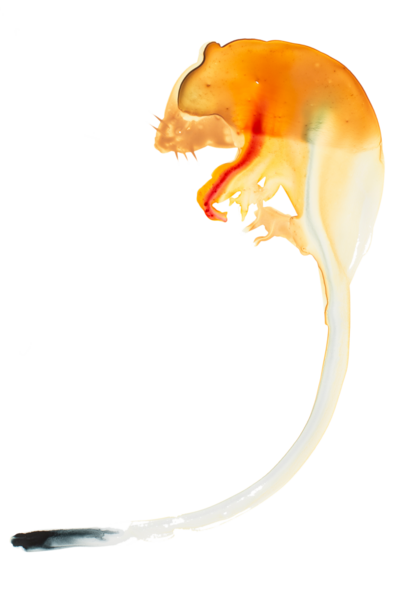 Re:wild's Search for Lost Species