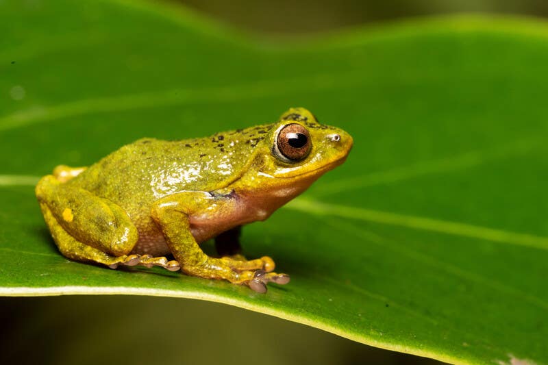 These 10 amphibian species are giving us life | Re:wild