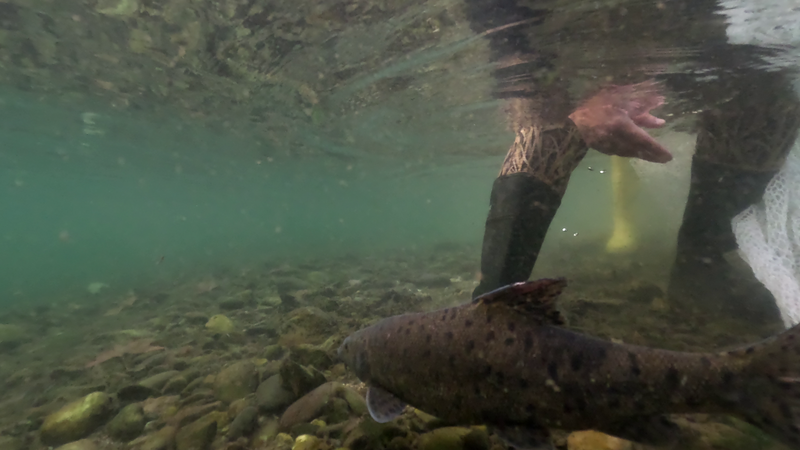 Lost Fishes | Re:wild