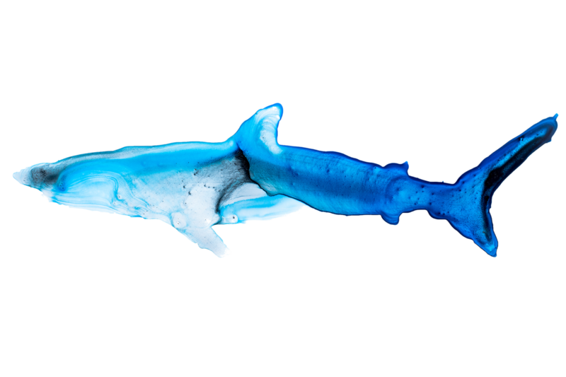 Lost Sharks | rewild.org | Re:wild