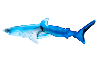 Lost Sharks | rewild.org | Re:wild