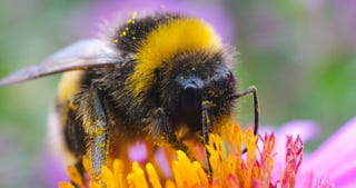 New Report Reveals Growing Threats to Bees — and What We Can Do to Save ...