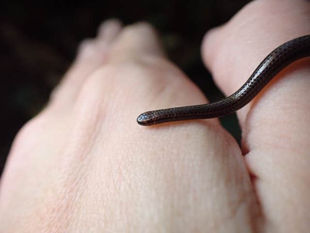 World’s Smallest Snake Rediscovered in Barbados After 20 Years