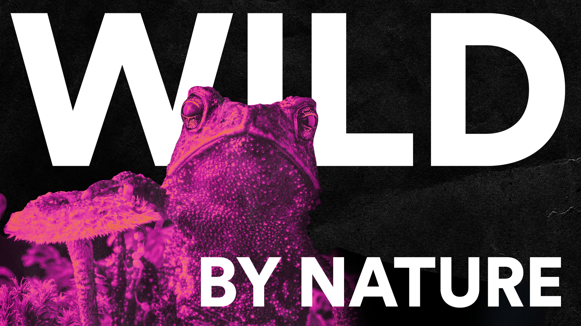 Re:wild - Biodiversity is the Solution | rewild.org