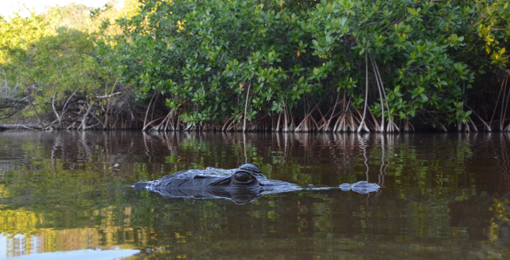 Treya Picking MPhil - Caribbean Program Assistant | rewild.org