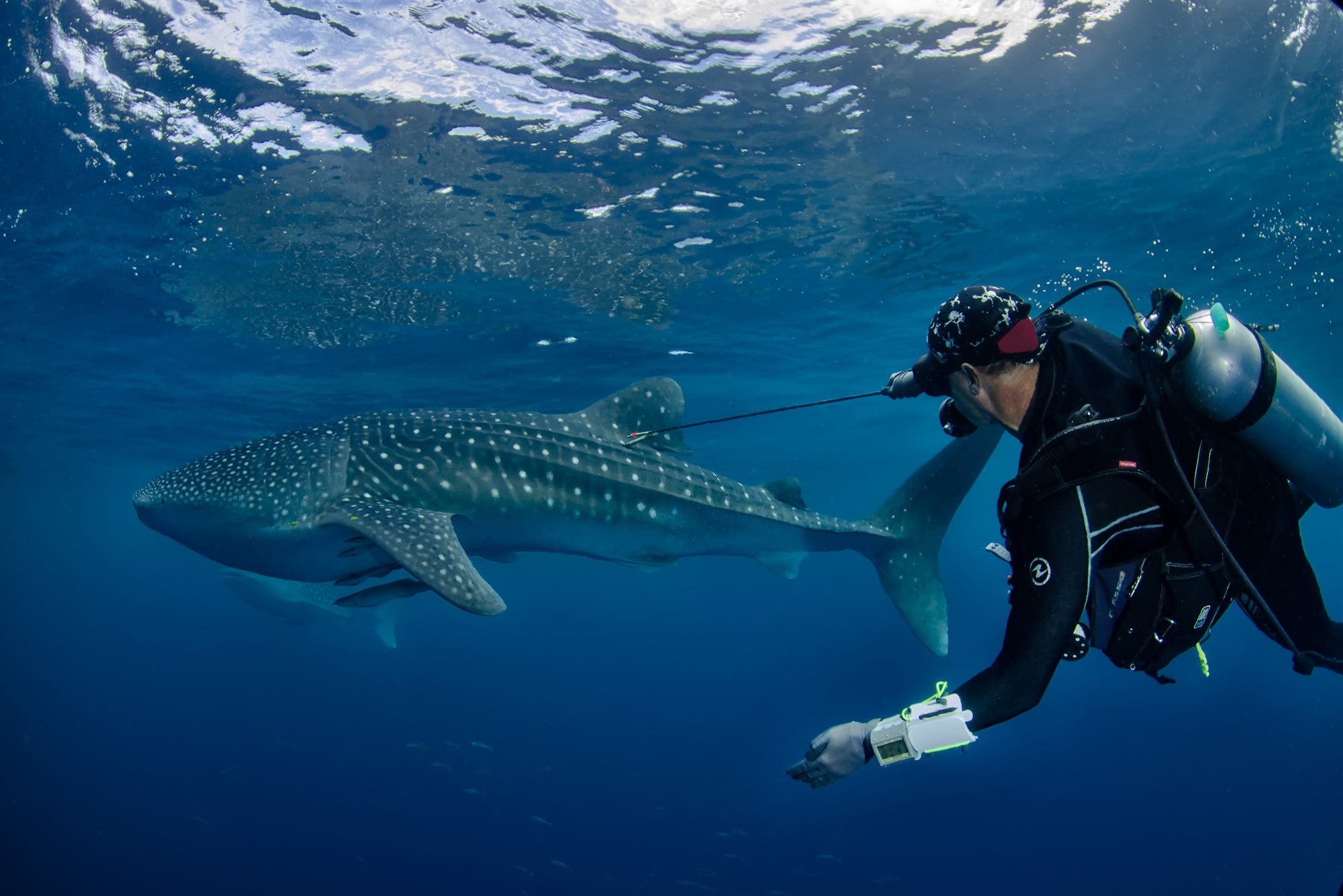 Mark Erdmann, Ph.D. - Shark Conservation Director | rewild.org