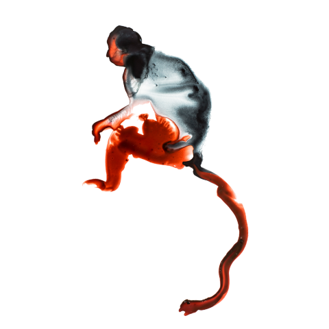 Lost Primates | rewild.org | Re:wild