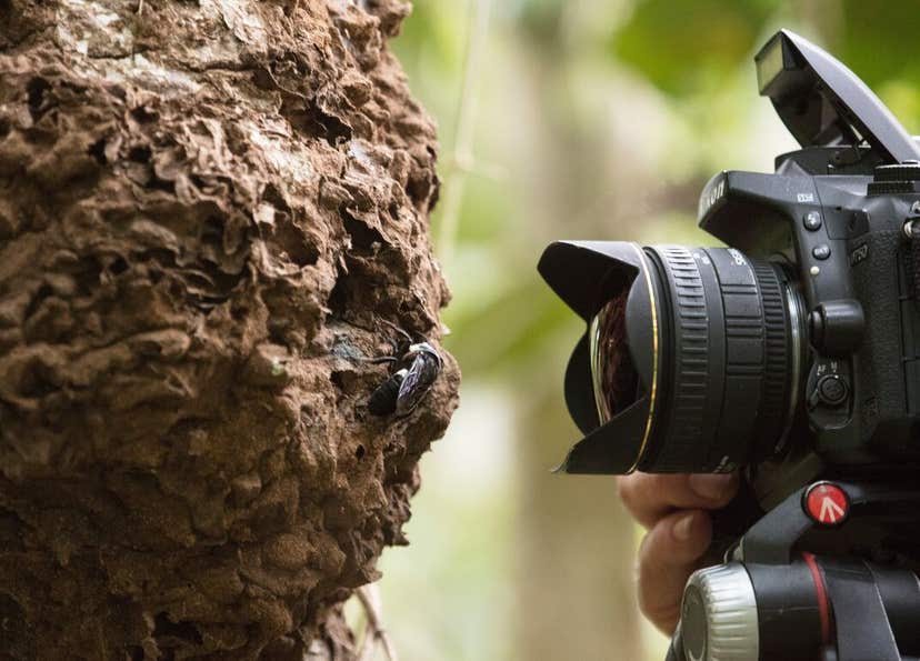 The Search for Lost Species | rewild.org | Re:wild