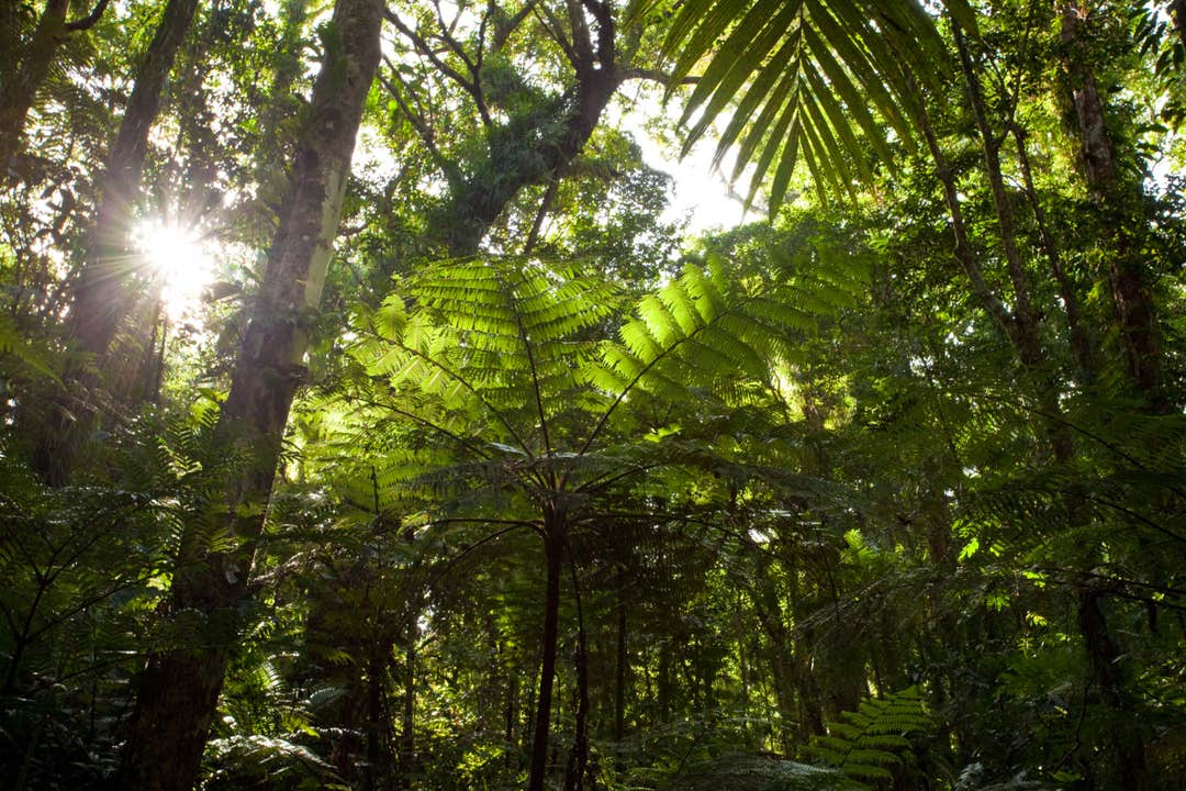 One Earth. One chance. Let’s rewild it together. | Re:wild