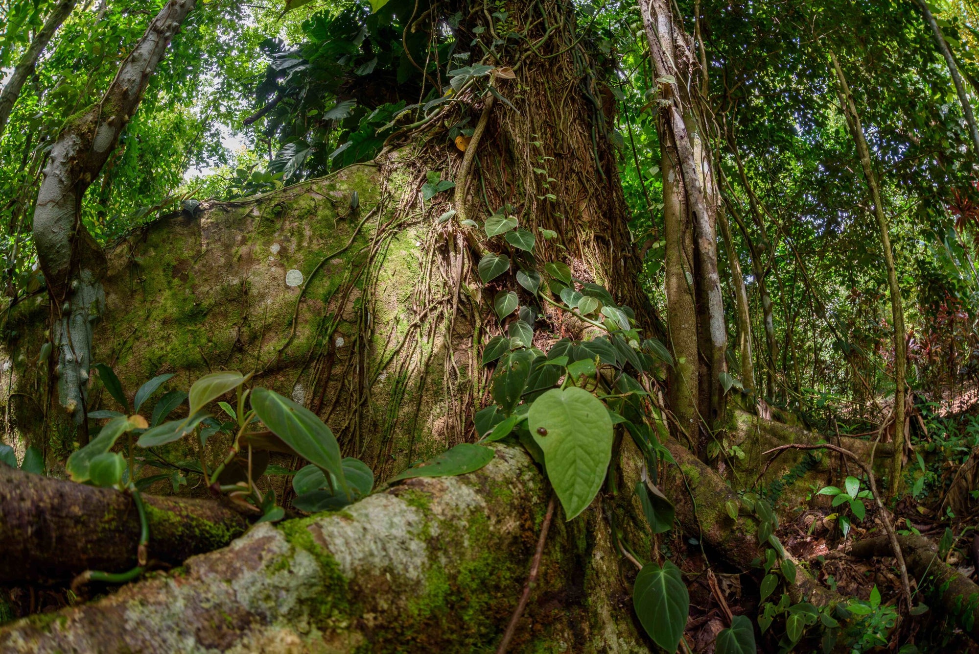 Conservation Strategies | Re:wild