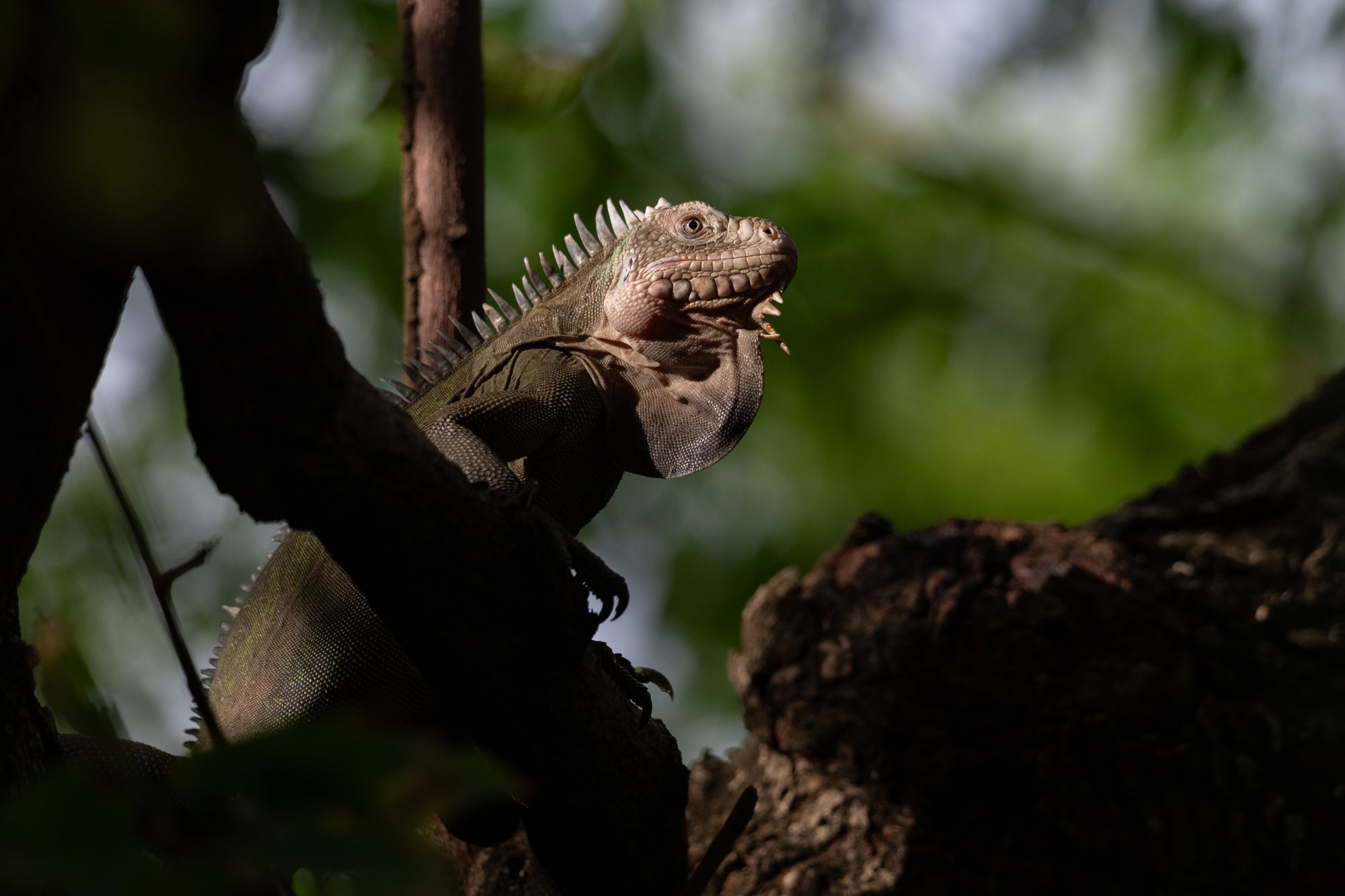 Endangered Iguanas Thrive After Anguilla Matchmaking | Re:wild